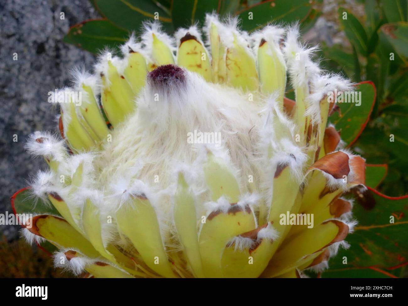 Protea protea magnifica hi-res stock photography and images - Alamy