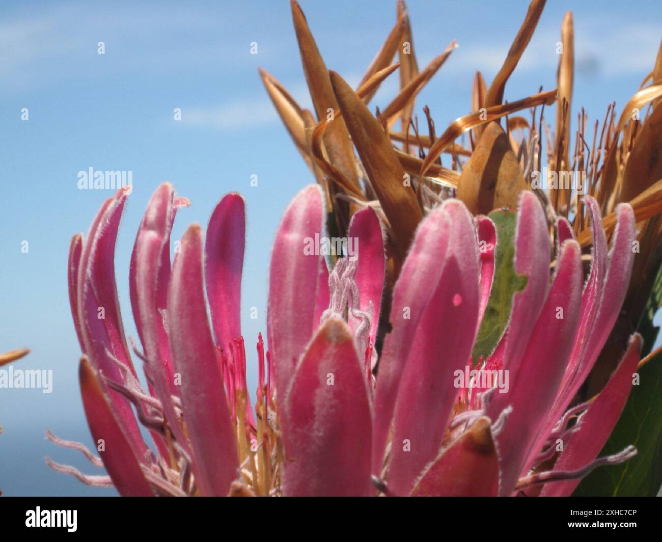 Bot River Sugarbush (Protea compacta) Spooknekcircuit in the Western Cape Stock Photo - Alamy