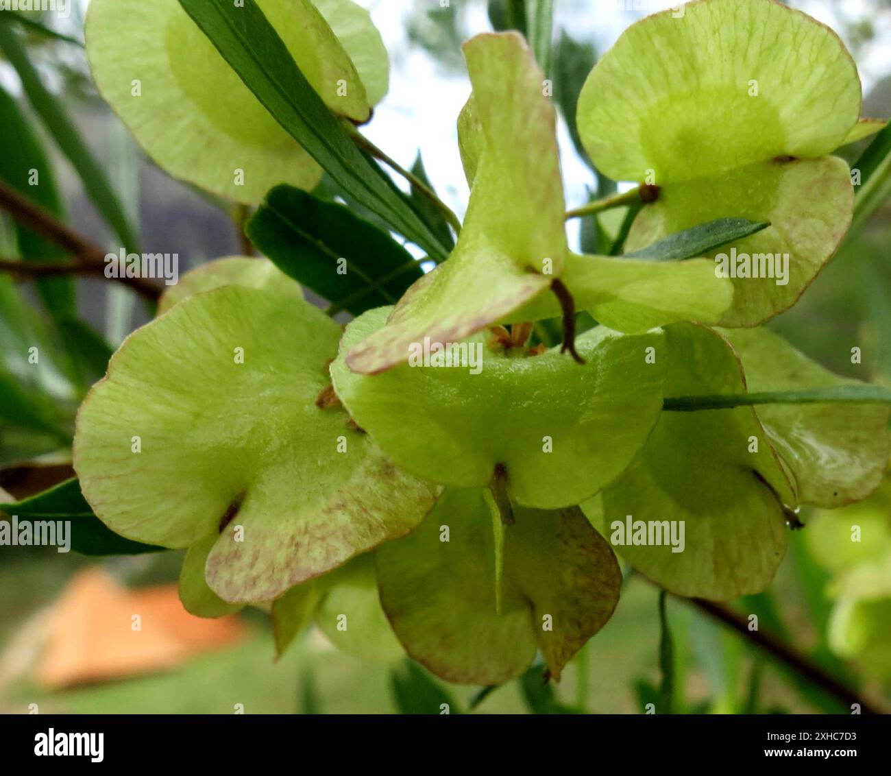 narrow-leaf hopbush (Dodonaea viscosa angustifolia) Klein Drakenstein ...
