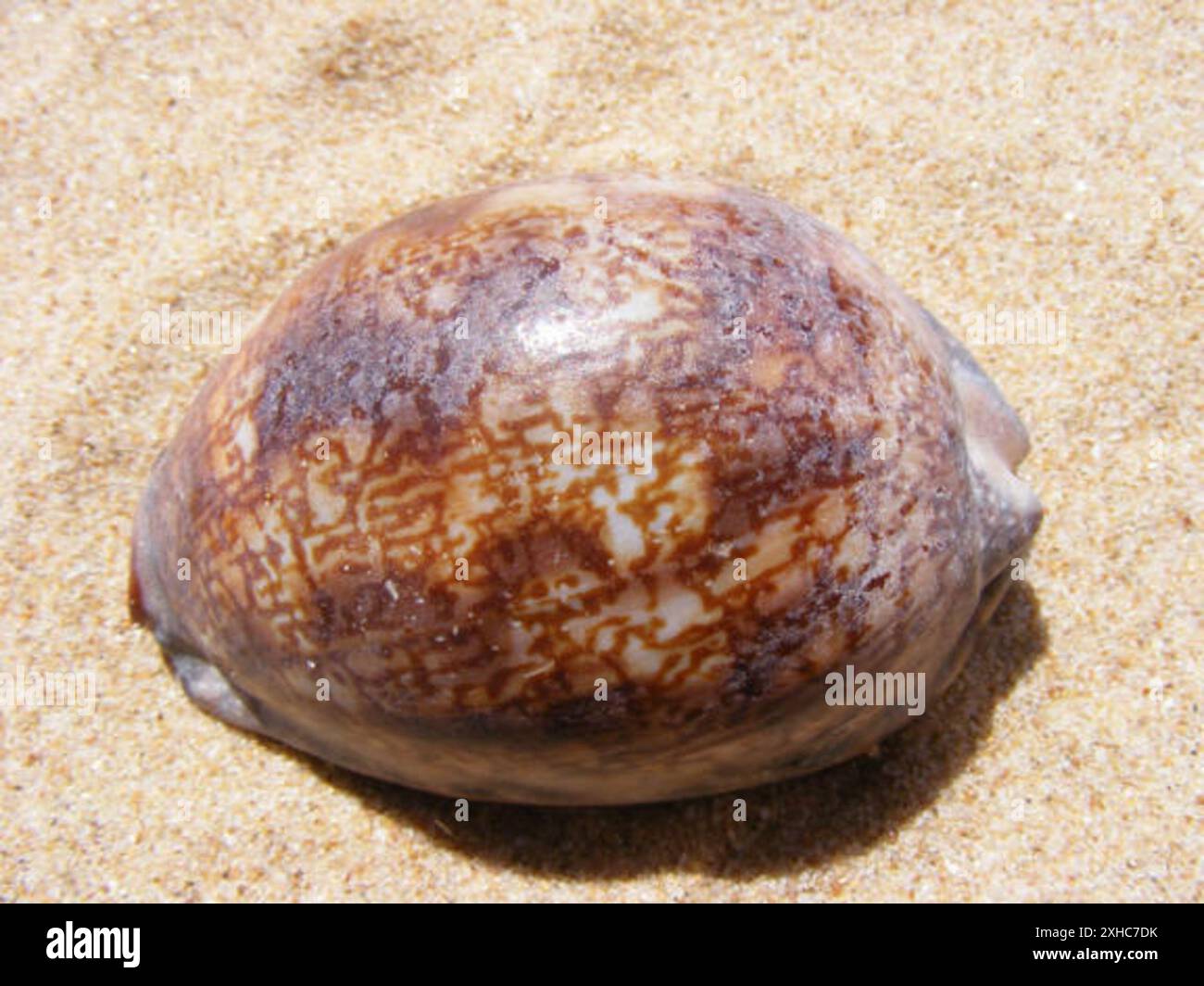 Arabian Cowry (Mauritia arabica) Lighthouse - Island Rock Road, Jangamo ...