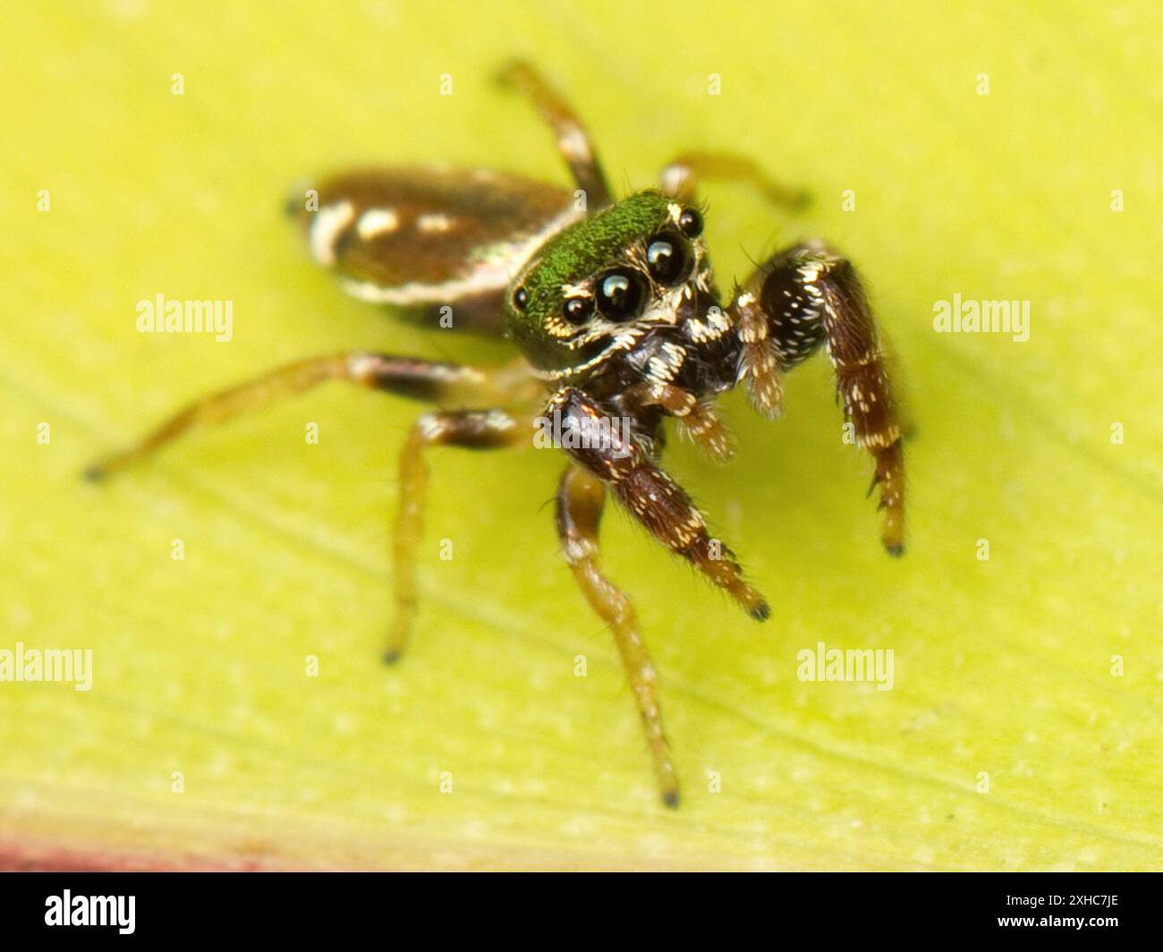 Spanish lookout belize hi-res stock photography and images - Alamy