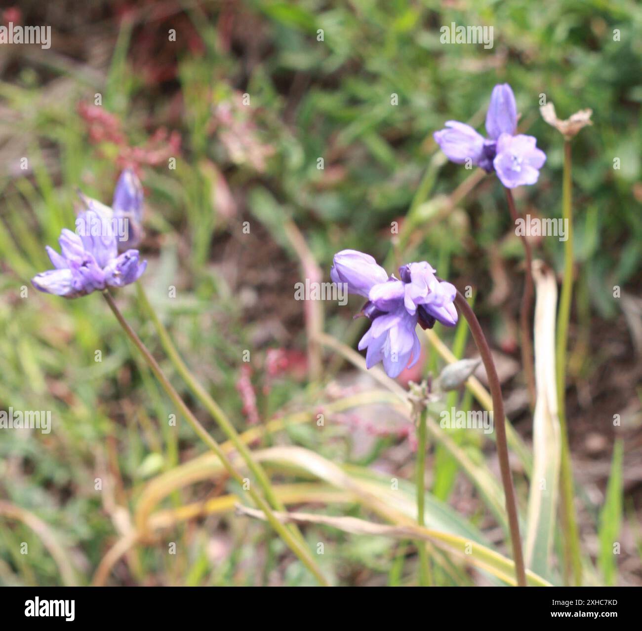 Blue Dicks (Dipterostemon capitatus) Twin Peaks, San Francisco Stock ...