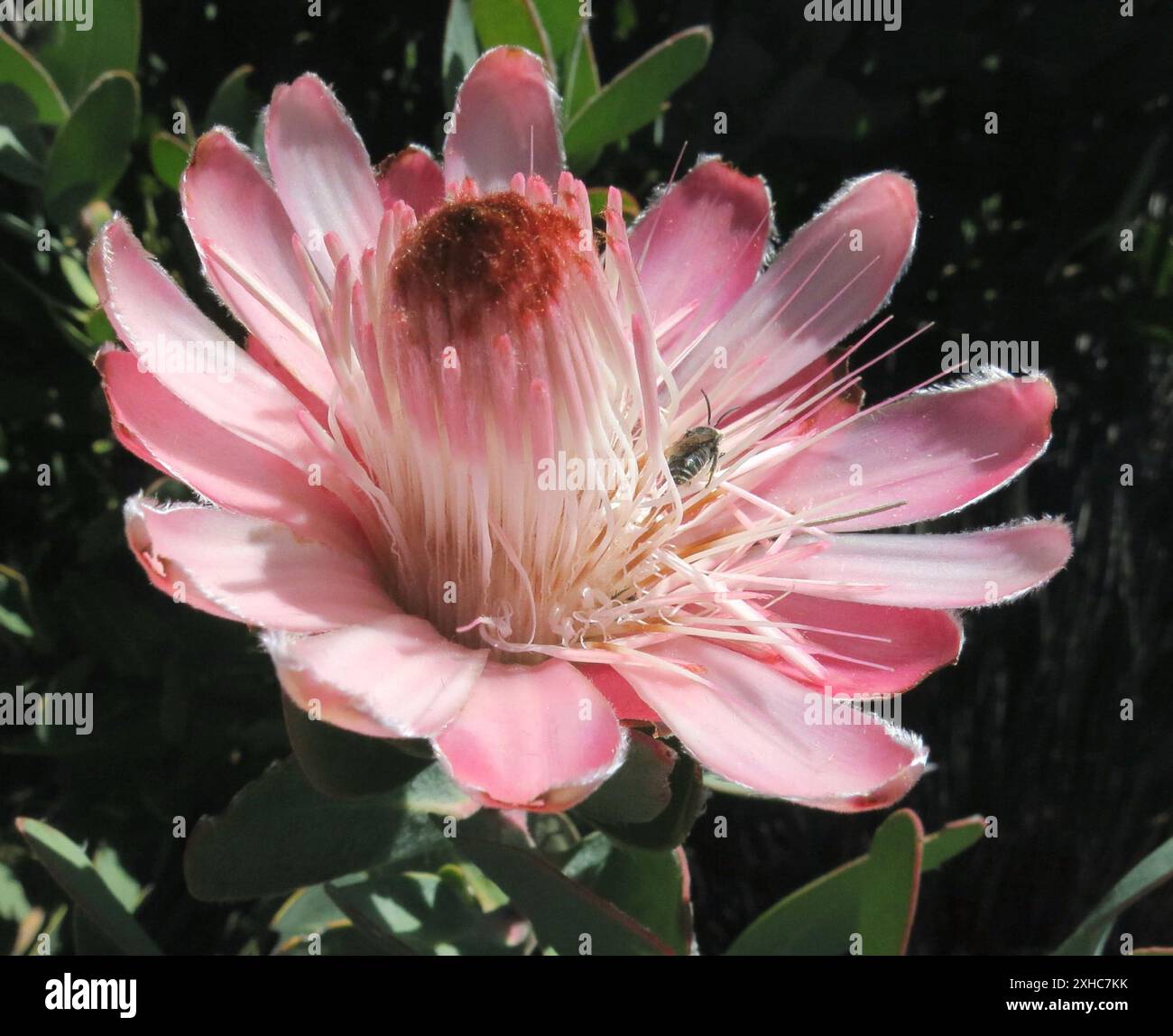 Water Sugarbush (Protea punctata) Waboomsberg in the Swartberg: On the ...