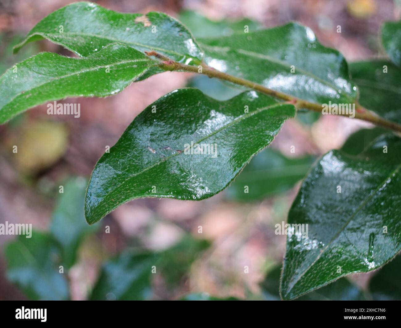Bladder Nut (Diospyros whyteana) Strawberry Hill Fern Trail at Dis Pool ...