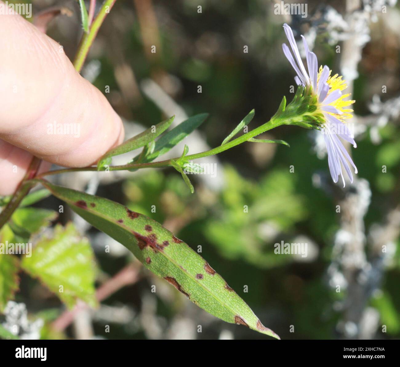 Pacific Aster (Symphyotrichum chilense) Daly City, California, United ...