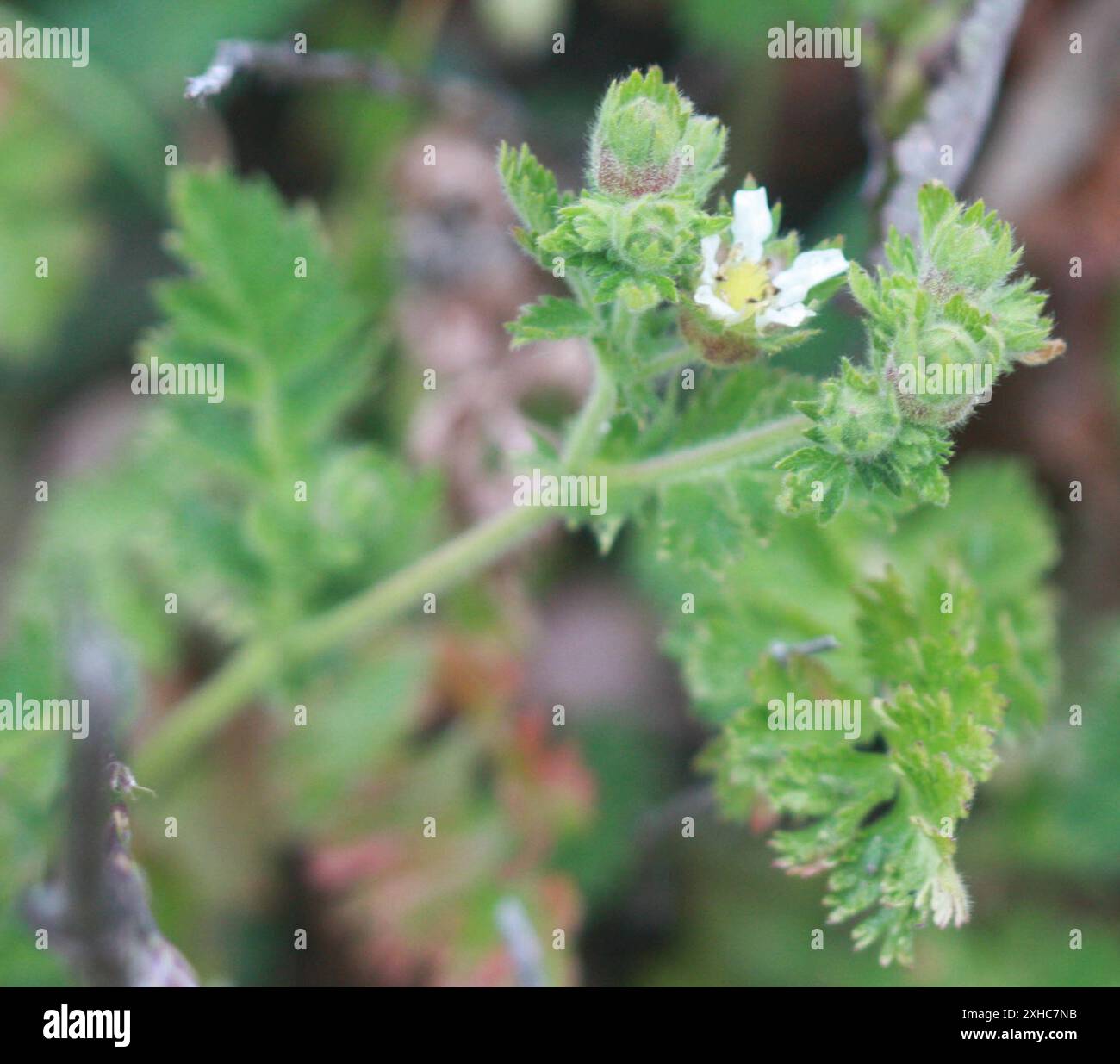 Devils slide pacifica hi-res stock photography and images - Alamy