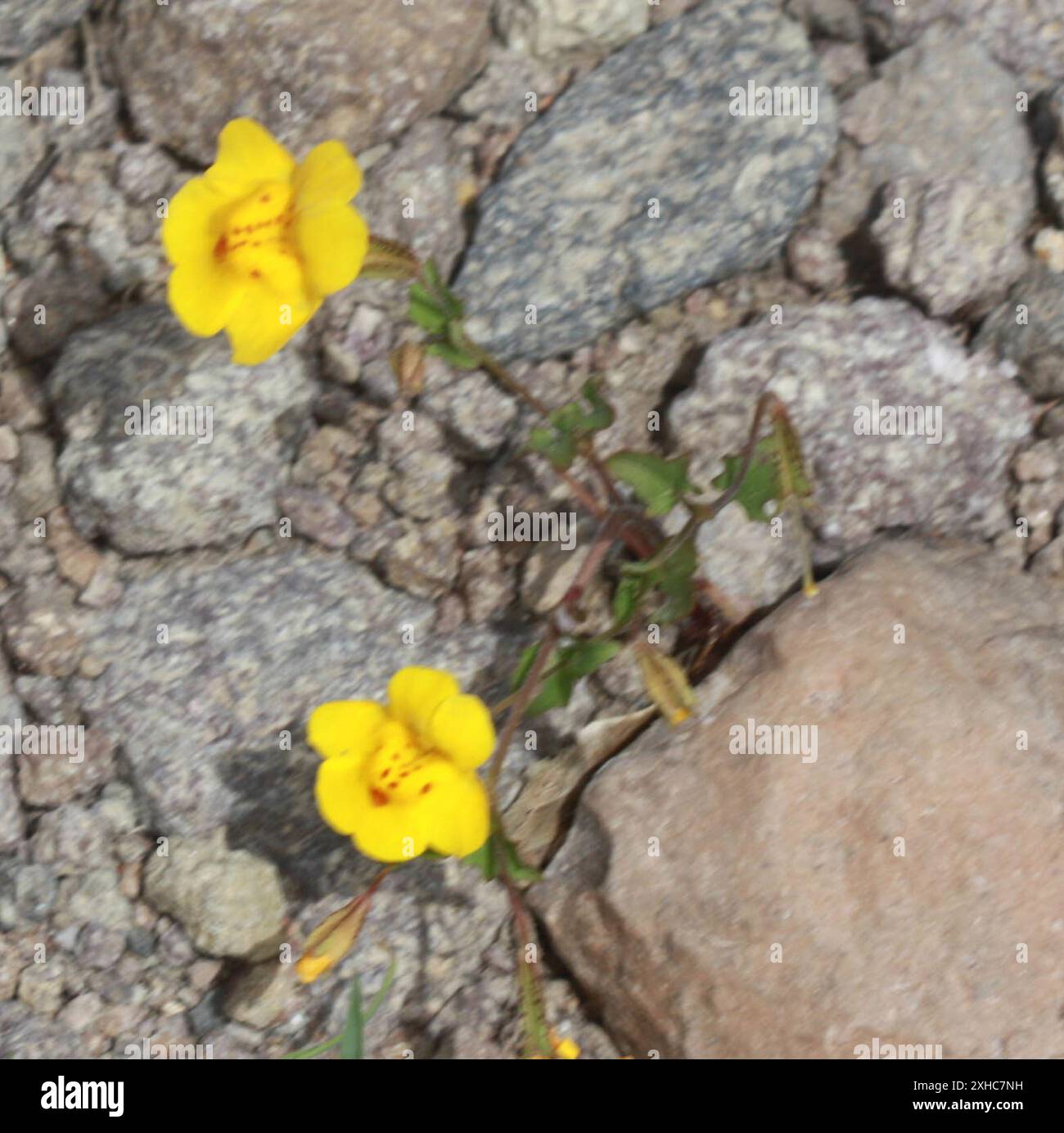 seep monkeyflower (Erythranthe guttata) Calistoga, California, United ...