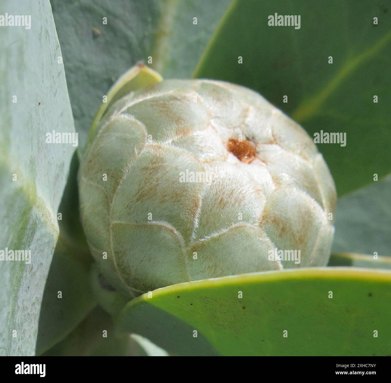 Wagon Tree (Protea nitida) Perdepoort East Stock Photo - Alamy