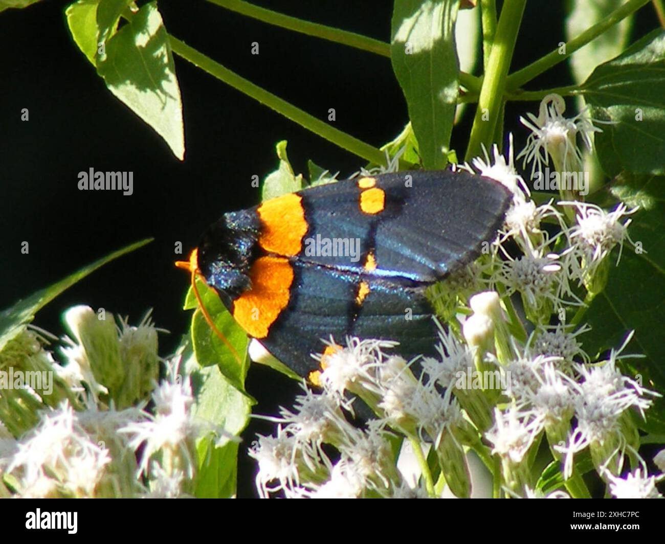 African Peach Moth (Egybolis vaillantina) Kingfisher St, St Lucia: St ...