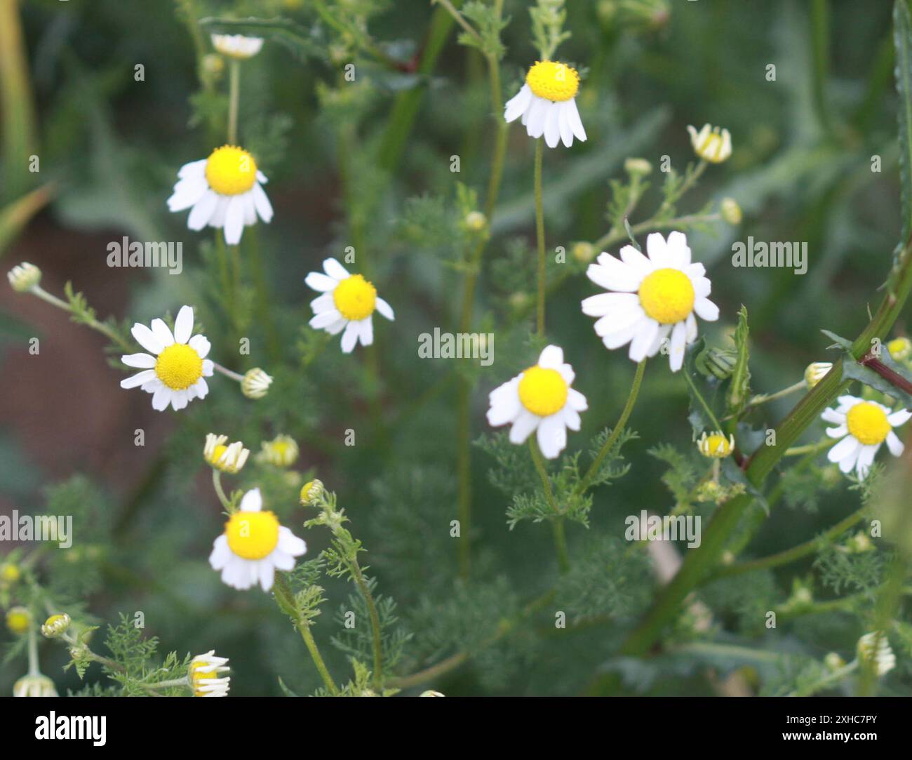 Stinking chamomile (Anthemis cotula) devil's slide pacifica Stock Photo ...