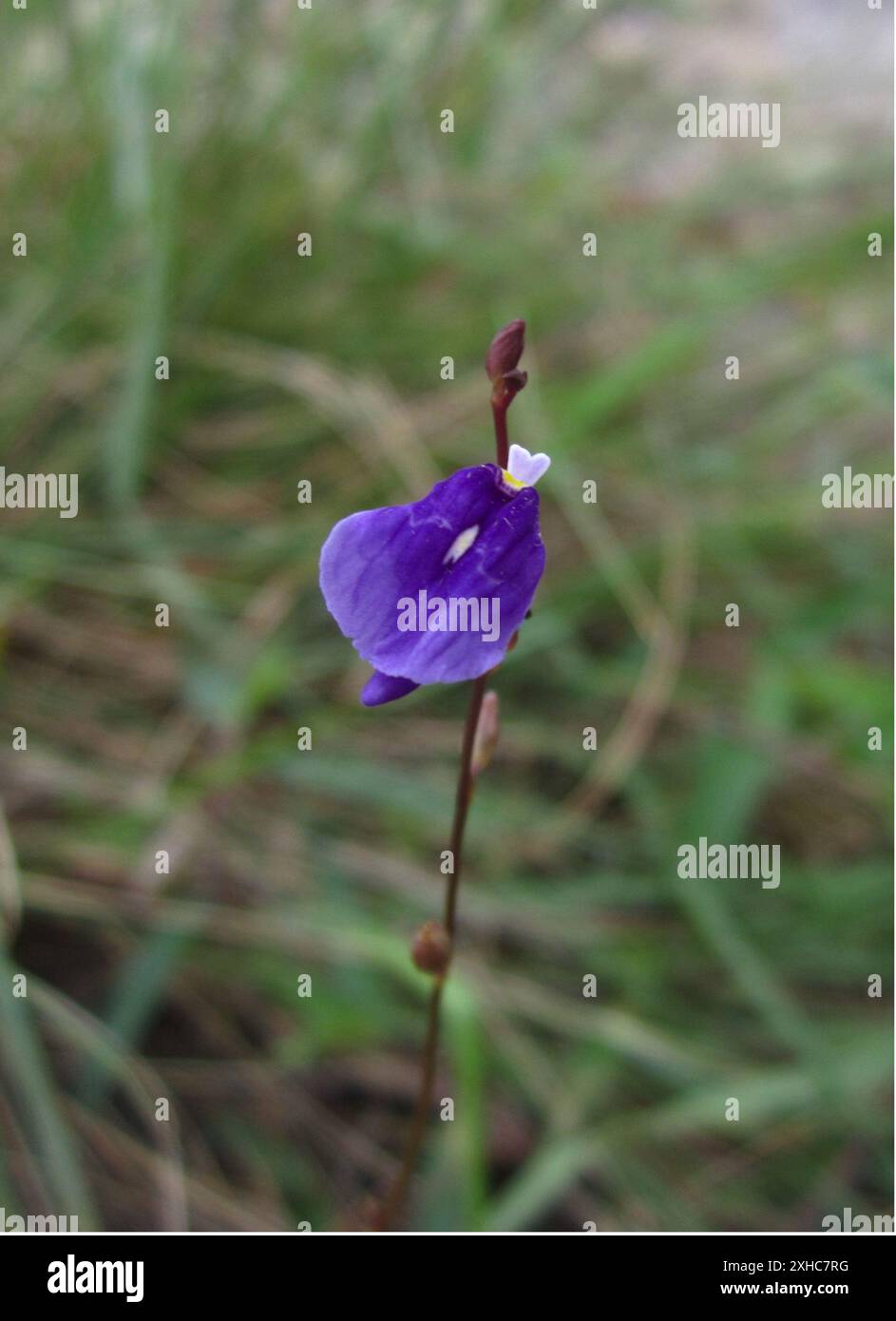 Utricularia livida hi-res stock photography and images - Alamy