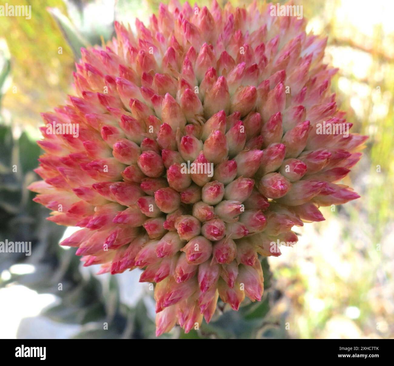 Button Sewejaartjie (Syncarpha milleflora) nORTHERN sWARTBERG Stock ...