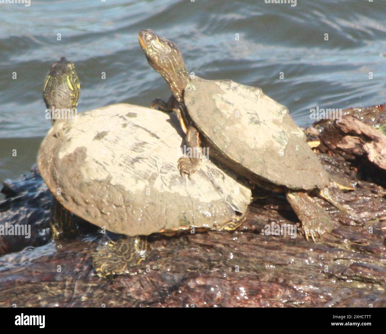 Texas Map Turtle (Graptemys versa) Austin Boardwalk Stock Photo - Alamy