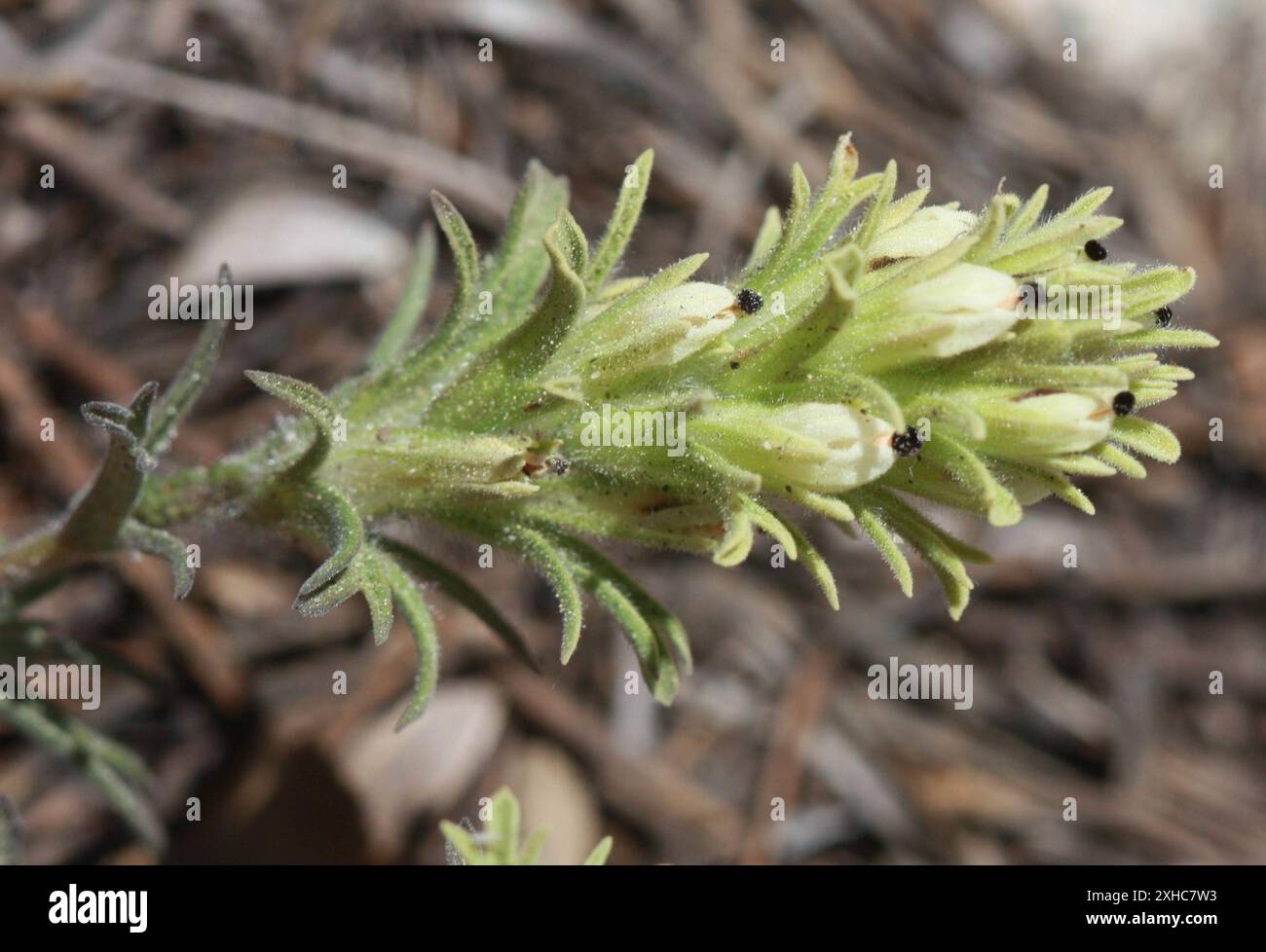 dwarf alpine Indian paintbrush (Castilleja nana) desolation wilderness ...