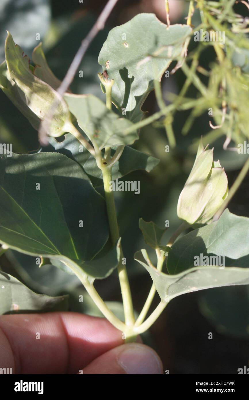 Colorado Four o'Clock (Mirabilis multiflora) Grand loop trail Stock ...