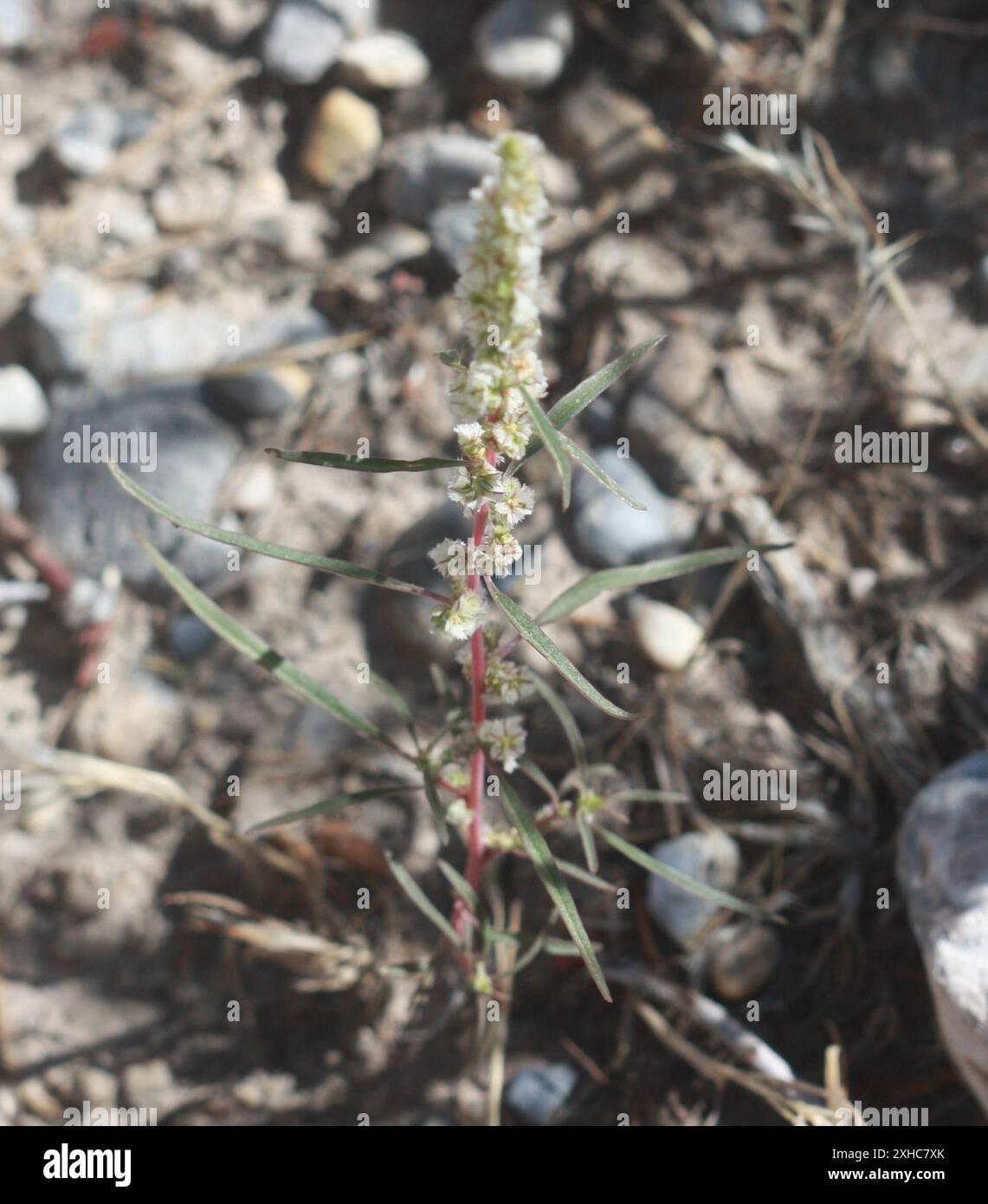 Fringed Amaranth (Amaranthus fimbriatus) ice box canyon trail Stock ...