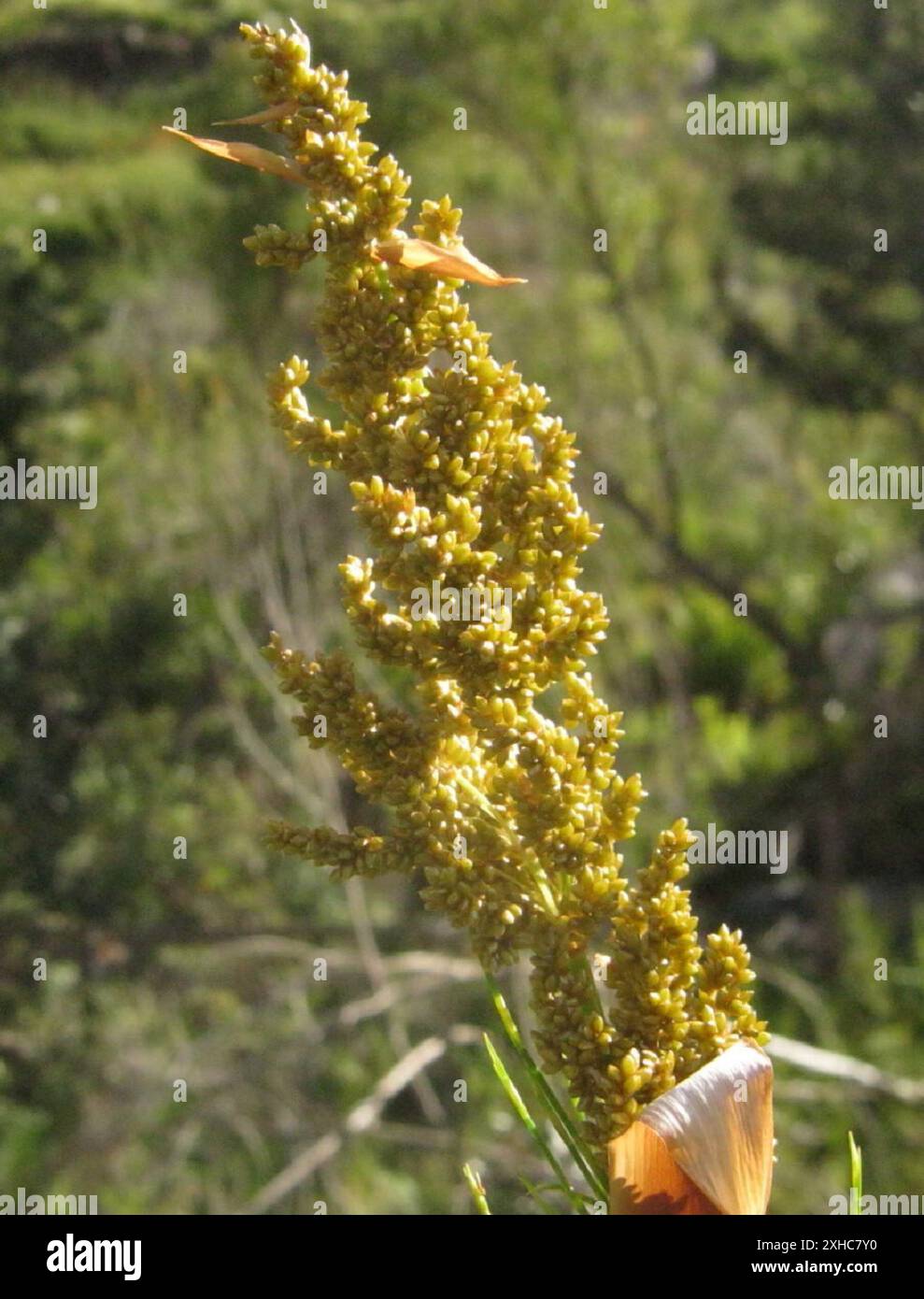 Broom reed (Elegia capensis) Steenboksberg off Bainskloof in the ...