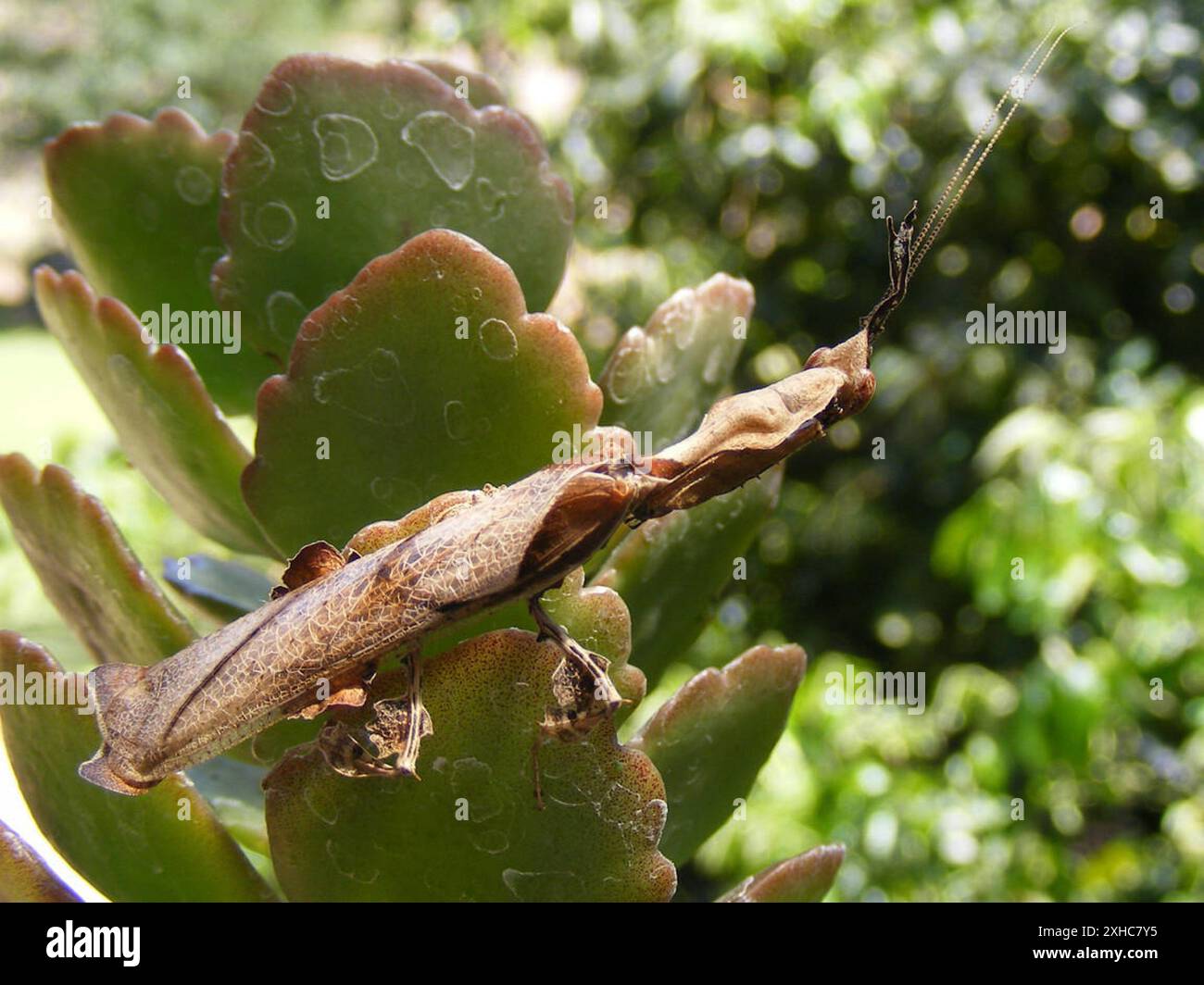Common Ghost Mantis (Phyllocrania paradoxa) Jakkalsbessie, Malelane ...