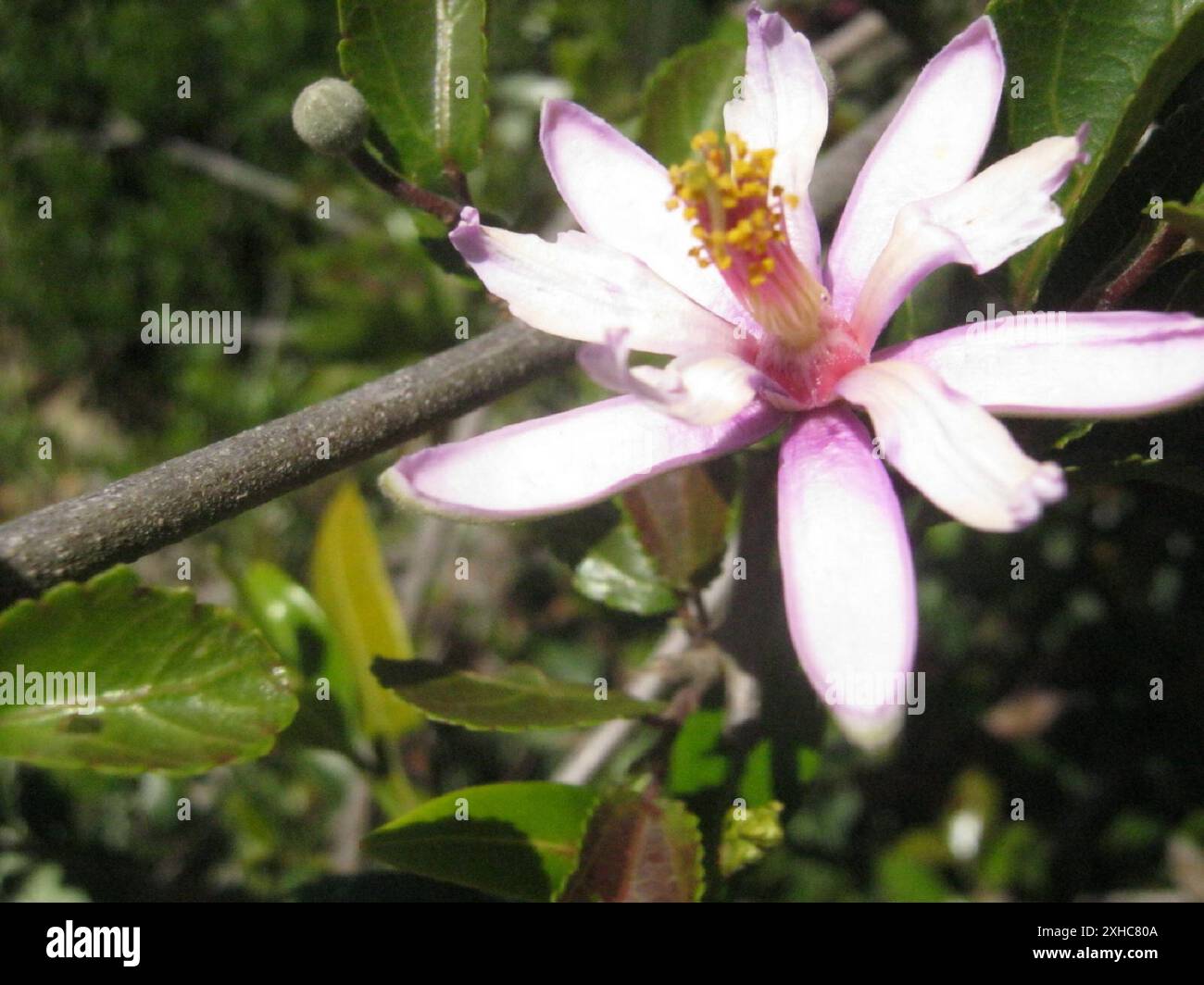 Crossberry (Grewia occidentalis) Robberg Corridor Fynbos Estate Stock ...
