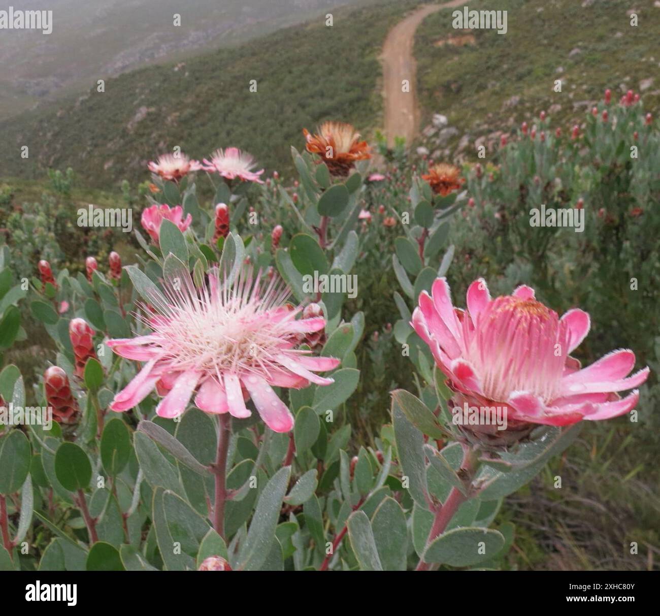 Water Sugarbush (Protea punctata) Waboomsberg Circuit in the Groot ...