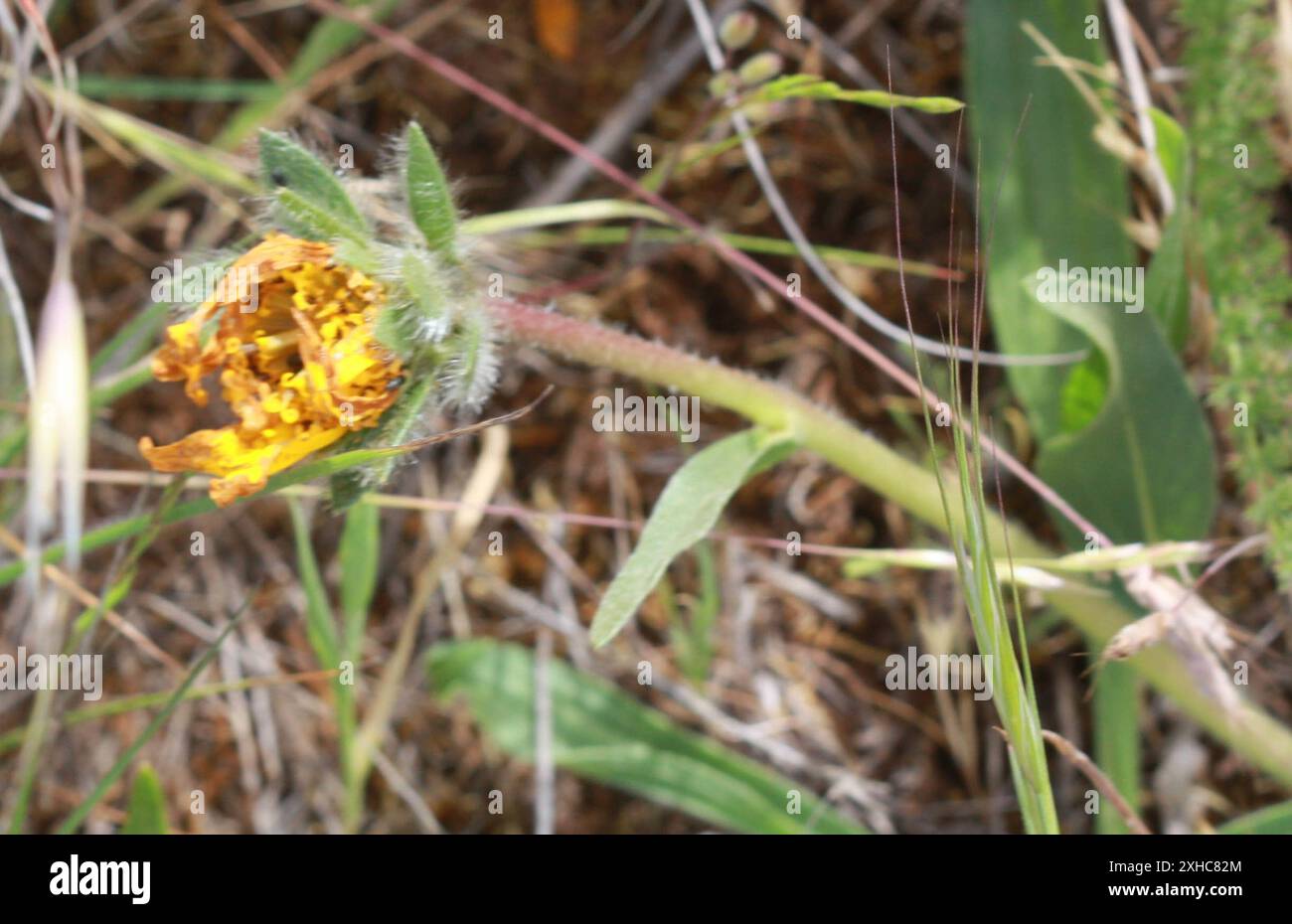 narrowleaf mule-ears (Wyethia angustifolia) San Carlos, California ...