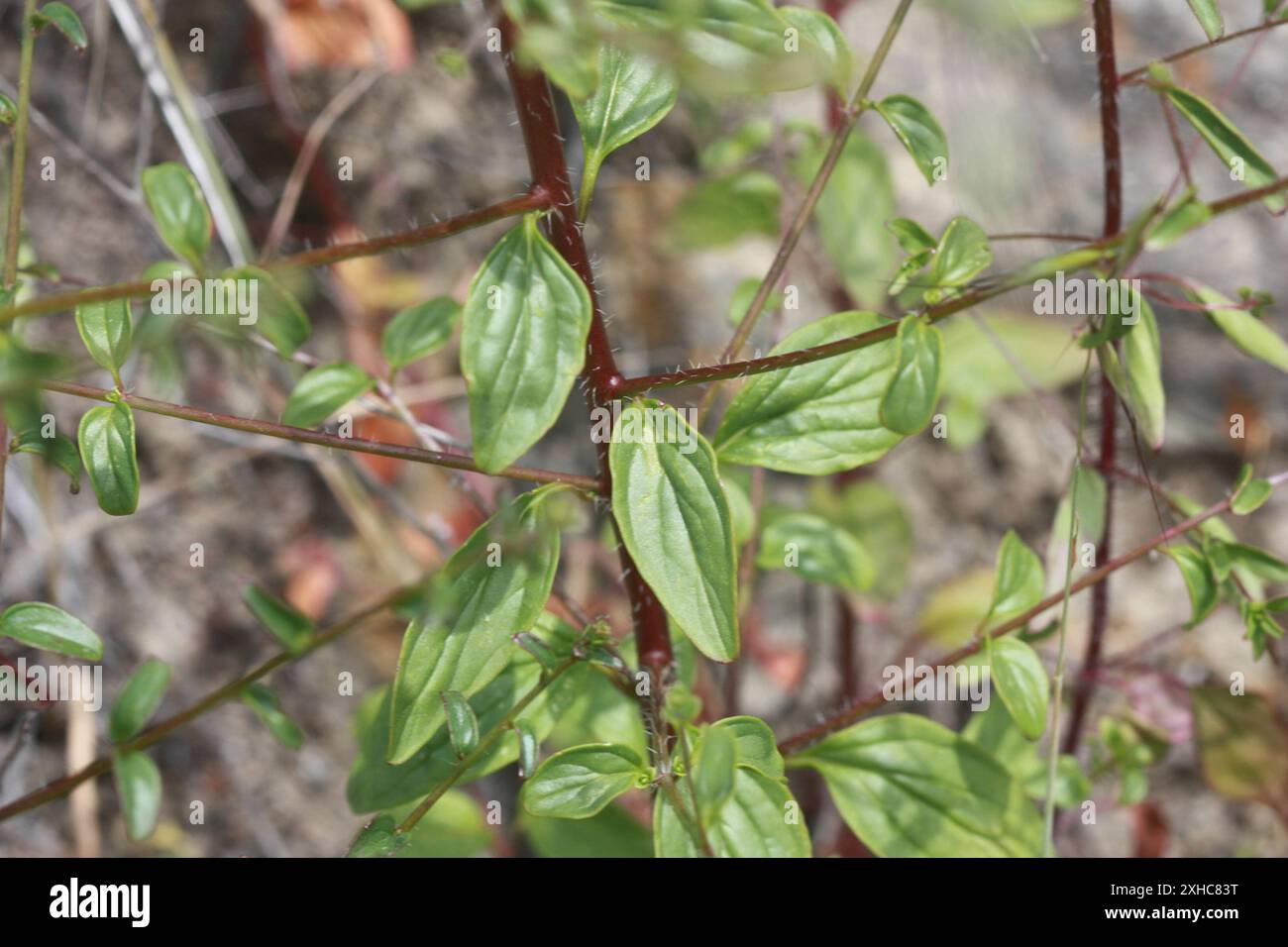 wiry snapdragon (Sairocarpus vexillocalyculatus) Calistoga, California ...
