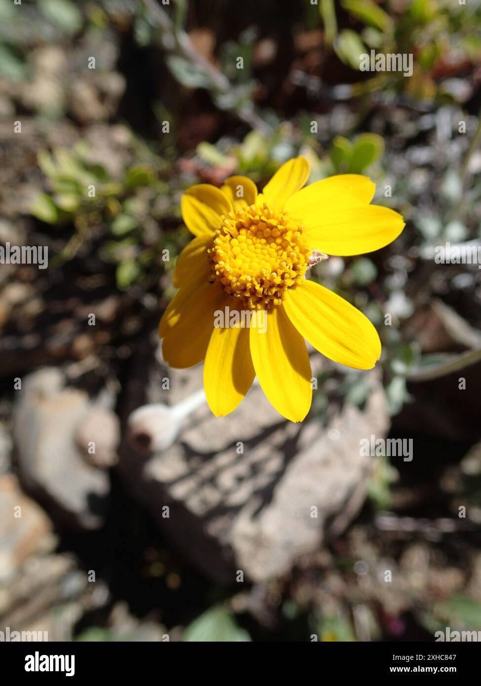 Oregon sunshine (Eriophyllum lanatum integrifolium) Point Mariah Stock ...