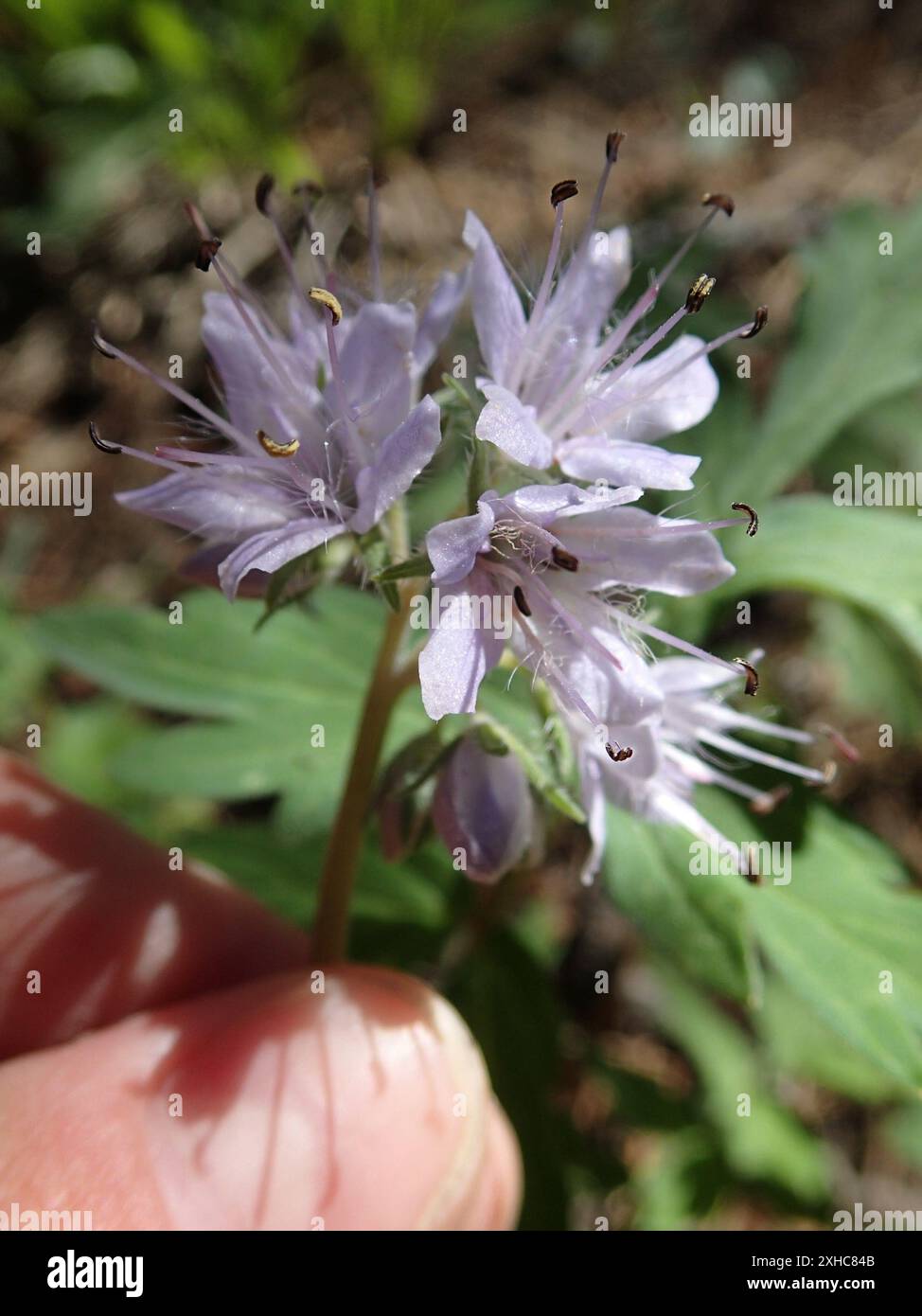 Western waterleaf hi-res stock photography and images - Alamy