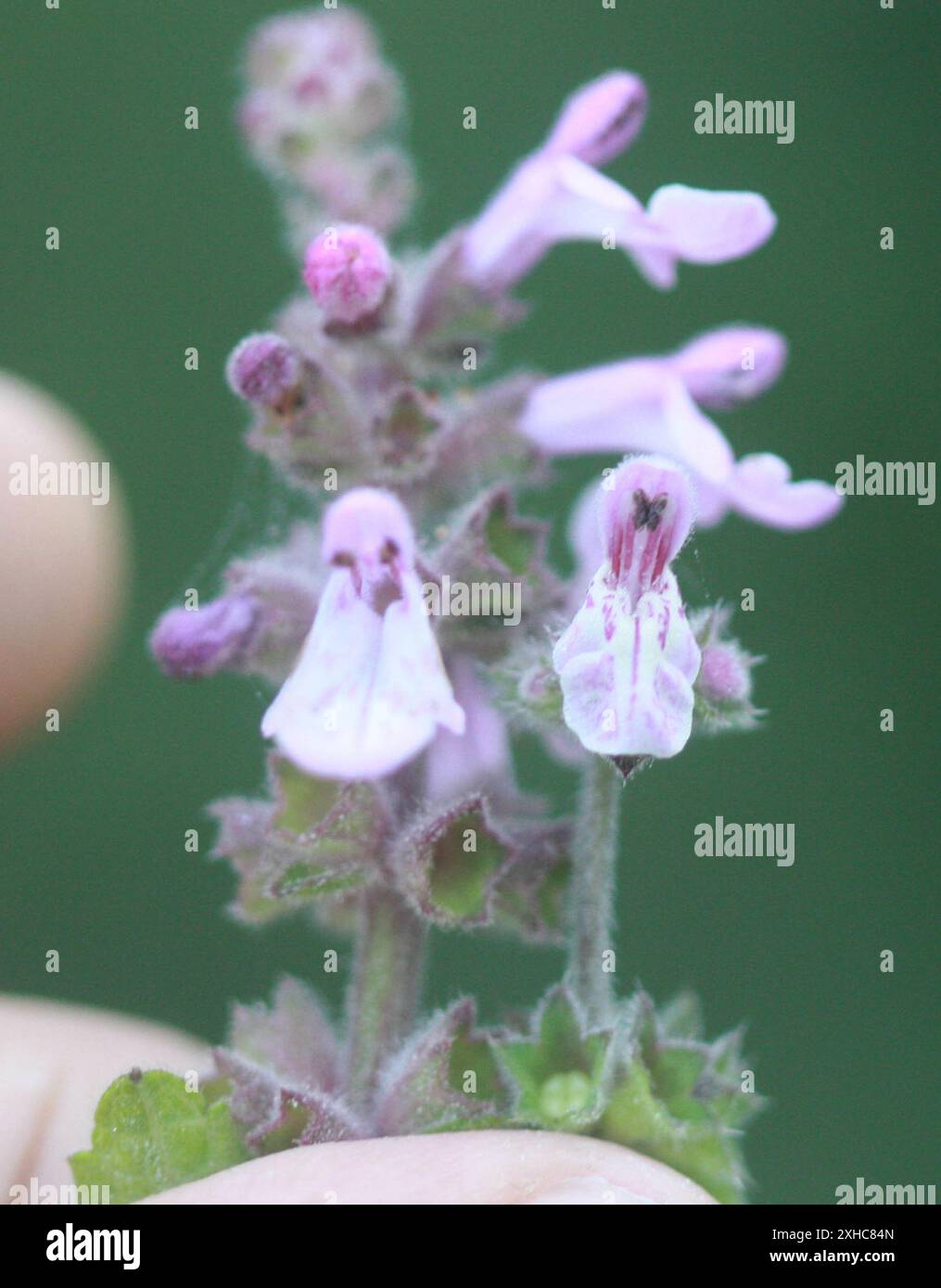 Rough Hedgenettle (Stachys rigida) devil's slide pacifica Stock Photo ...