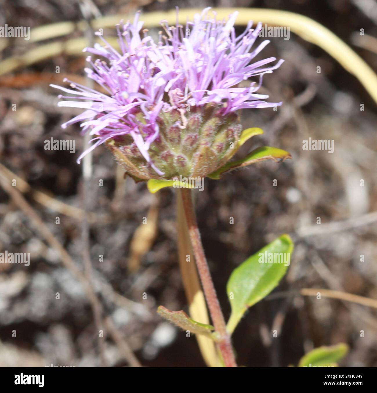 serpentine monardella (Monardella purpurea) bon tempe lake Stock Photo ...