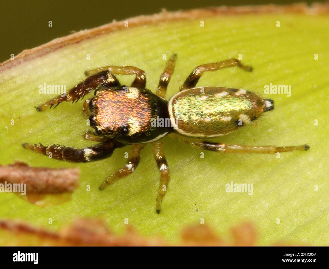 Spanish lookout belize hi-res stock photography and images - Alamy