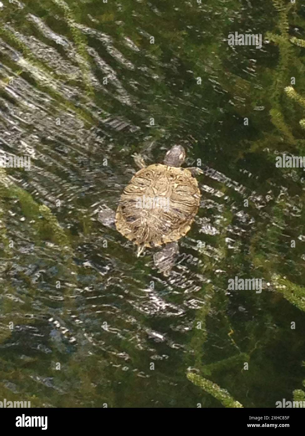 Red Eared Slider Trachemys Scripta Elegans Hermann Park Houston Tx