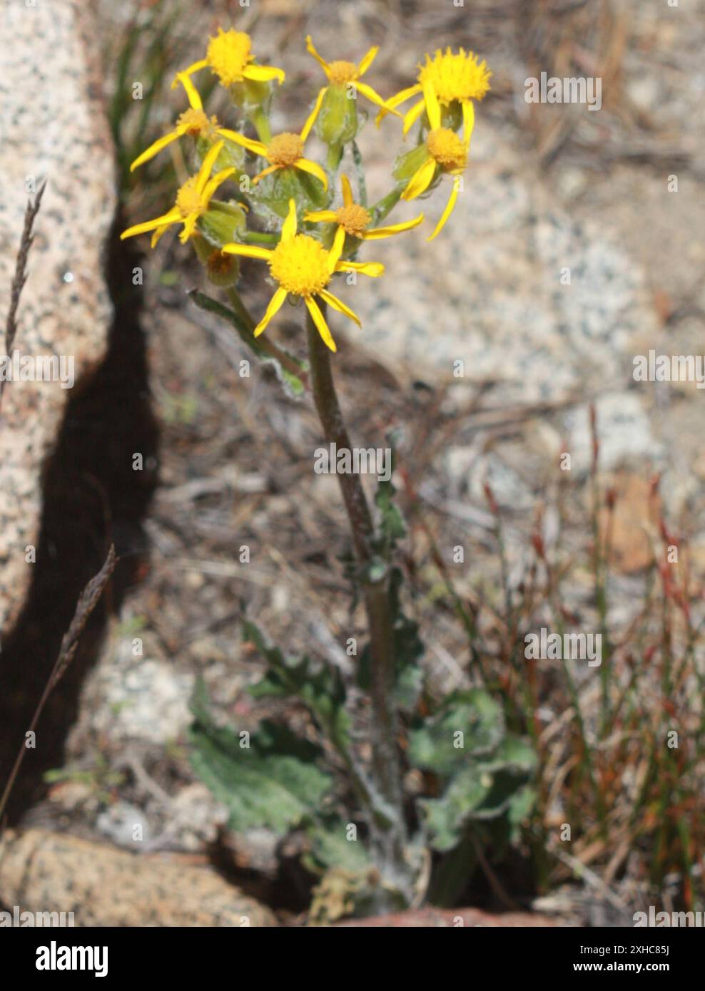Tall western groundsel (Senecio integerrimus) desolation wilderness ...