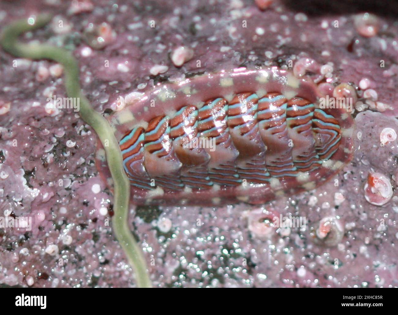 Lined Chiton (Tonicella lineata) pillar point CA Stock Photo - Alamy