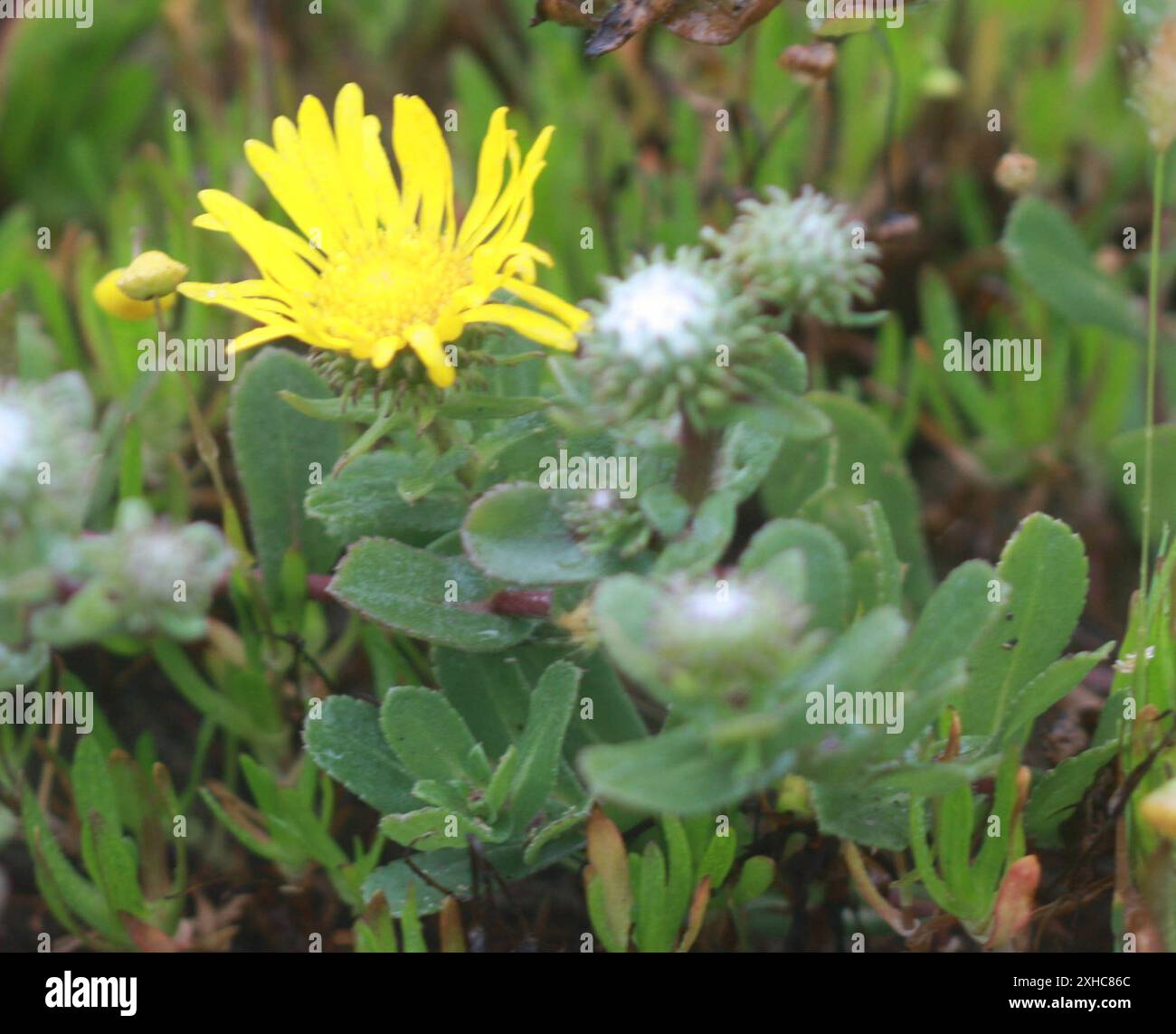 Oregon Gumplant (Grindelia stricta) Princeton, California, United ...