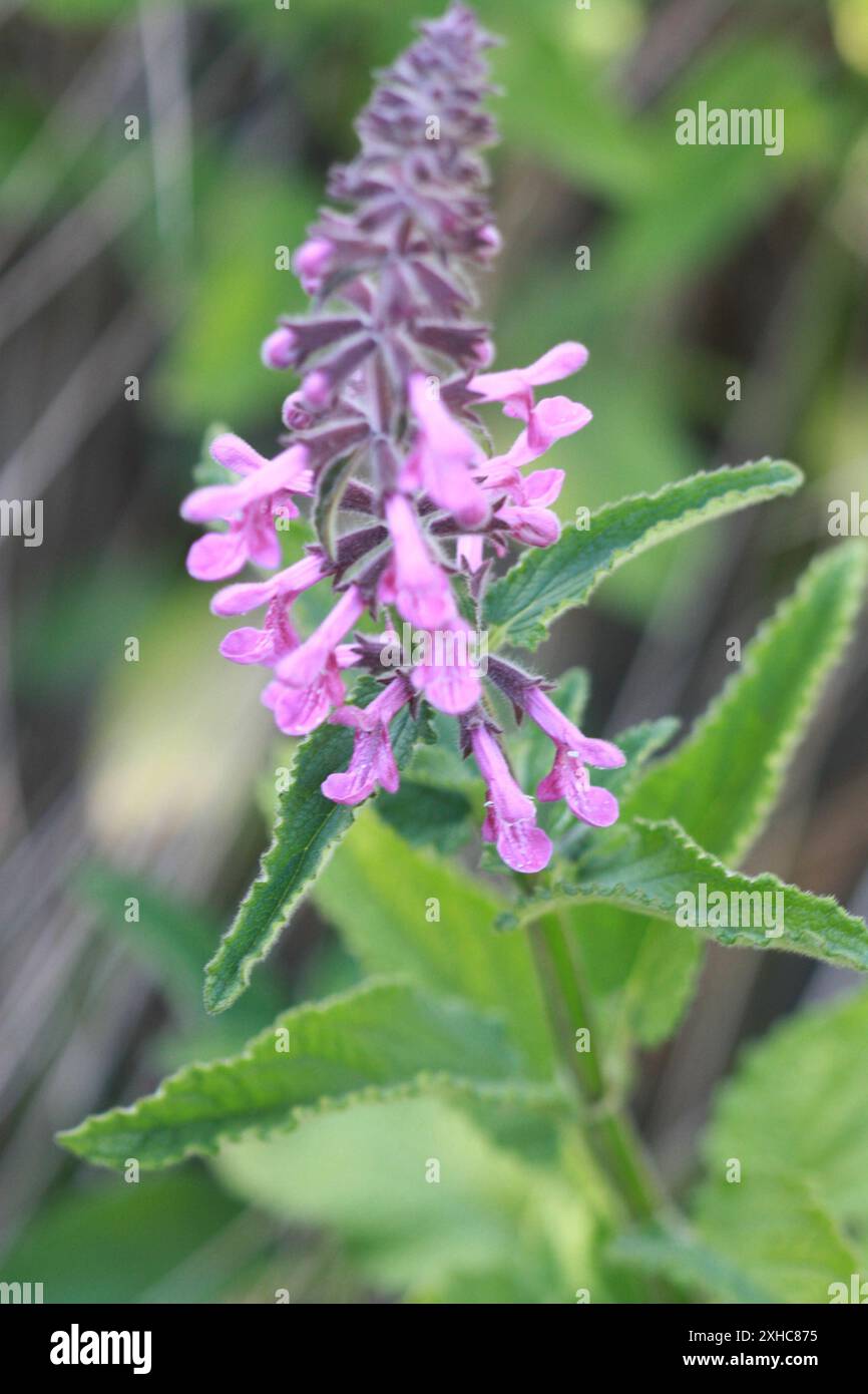 Coastal Hedge-nettle (Stachys chamissonis) tenessee valley marin Stock ...