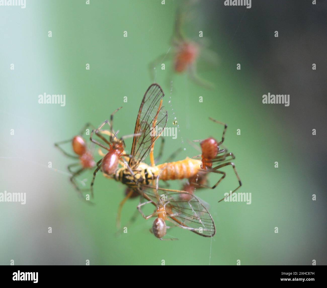 Anelosimus hi-res stock photography and images - Alamy