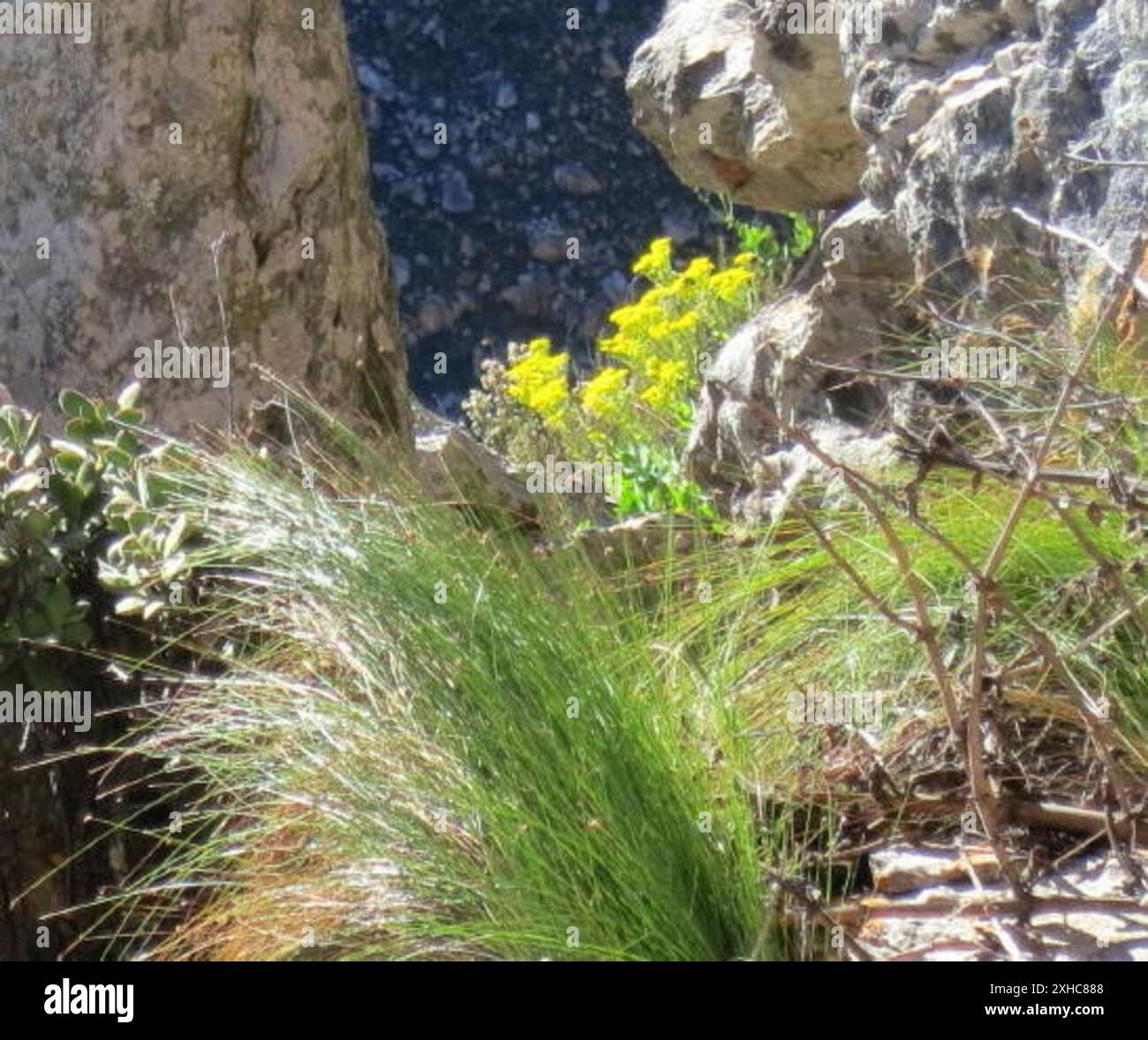 Poorflower Babooncabbage (Othonna parviflora) Tokoloshe Cave on the ...