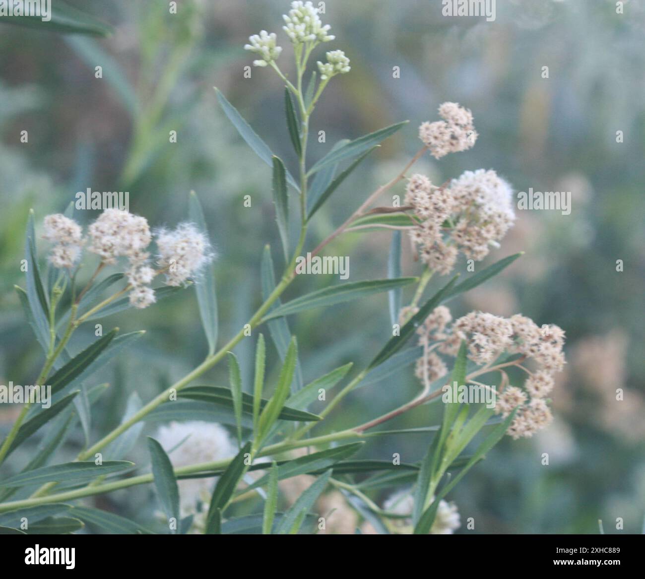 mule fat (Baccharis salicifolia) Henderson, Nevada, United States Stock ...