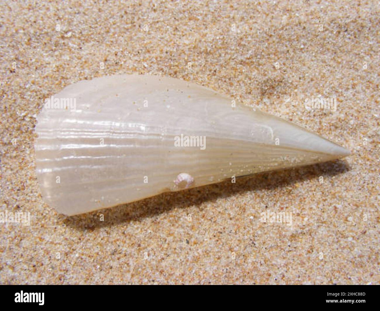 Fan Shell (Pinna muricata) Lighthouse - Island Rock Road, Jangamo ...