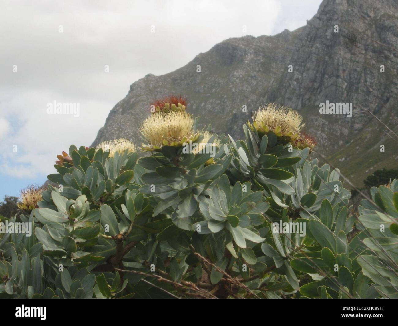 Wagon Tree (Protea nitida) Harold Porter Gardens Stock Photo - Alamy