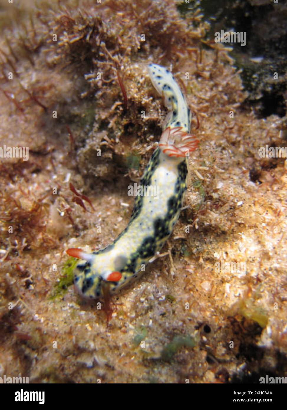 Painted Hypselodoris (Hypselodoris infucata) Lighthouse - Island Rock ...