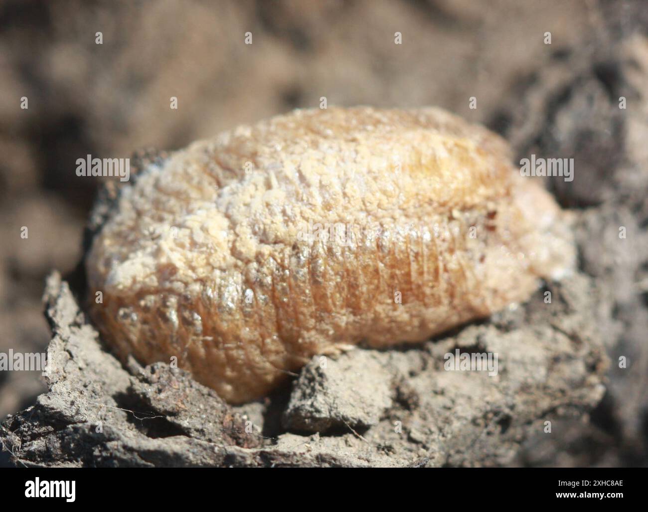 European Mantis (Mantis religiosa) San Francisco, California, United ...