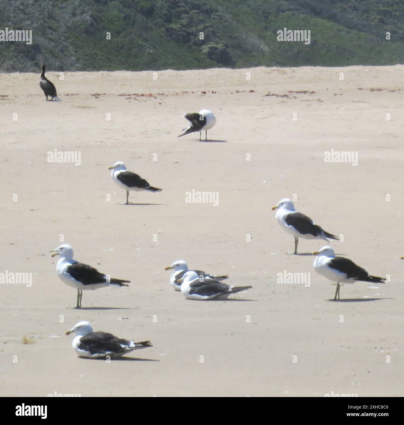 Cape Gull (Larus dominicanus vetula) Robberg on the Island Beach Stock ...