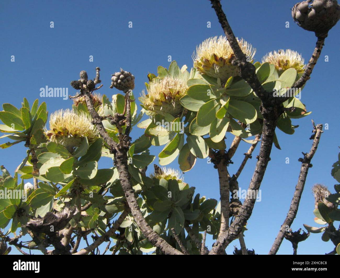 Perdepoort hi-res stock photography and images - Alamy