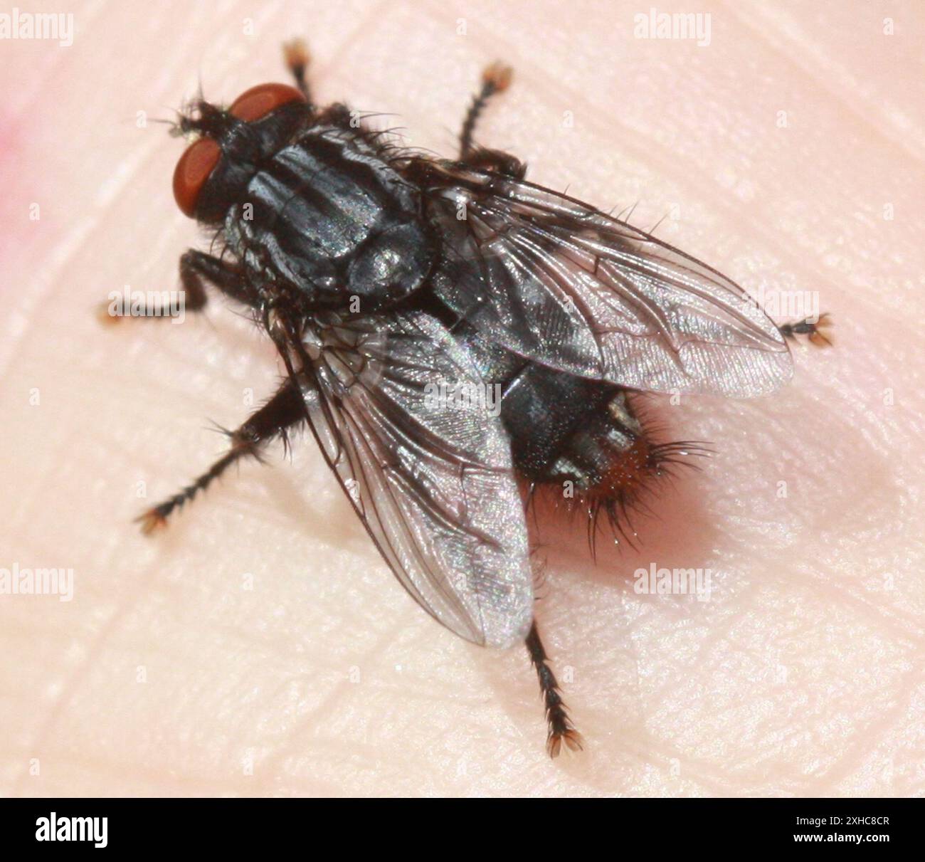 Common Flesh Flies (Sarcophaga) san bruno mountain Stock Photo - Alamy