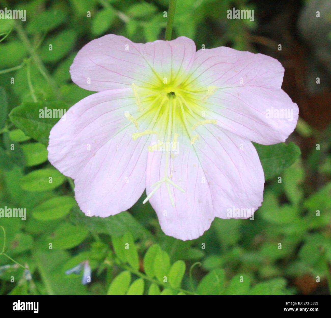 Pinkladies (Oenothera speciosa) Crown Point, Louisiana, United States ...