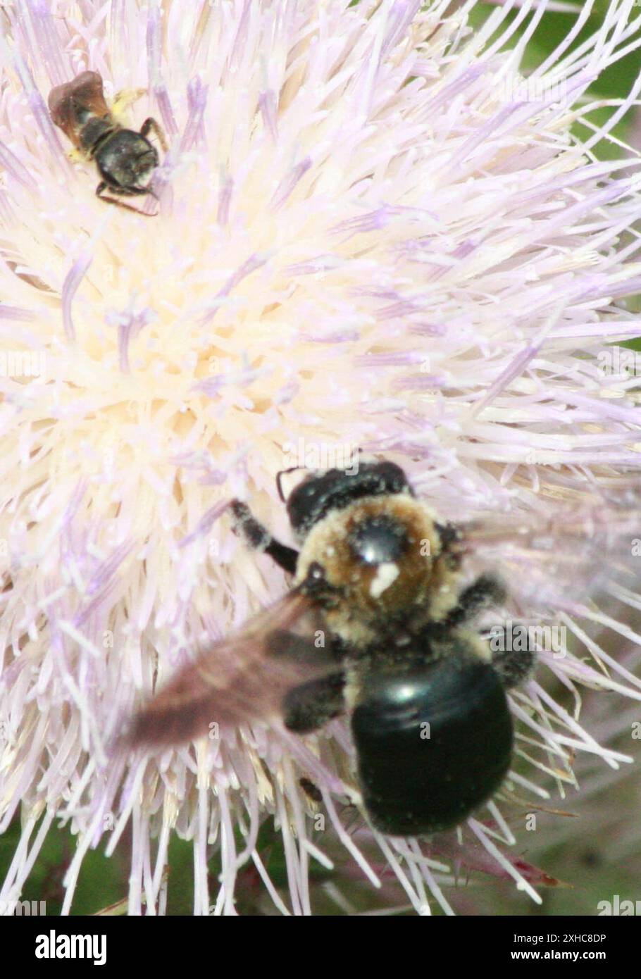 Eastern Carpenter Bee (Xylocopa virginica) New Orleans, Louisiana ...