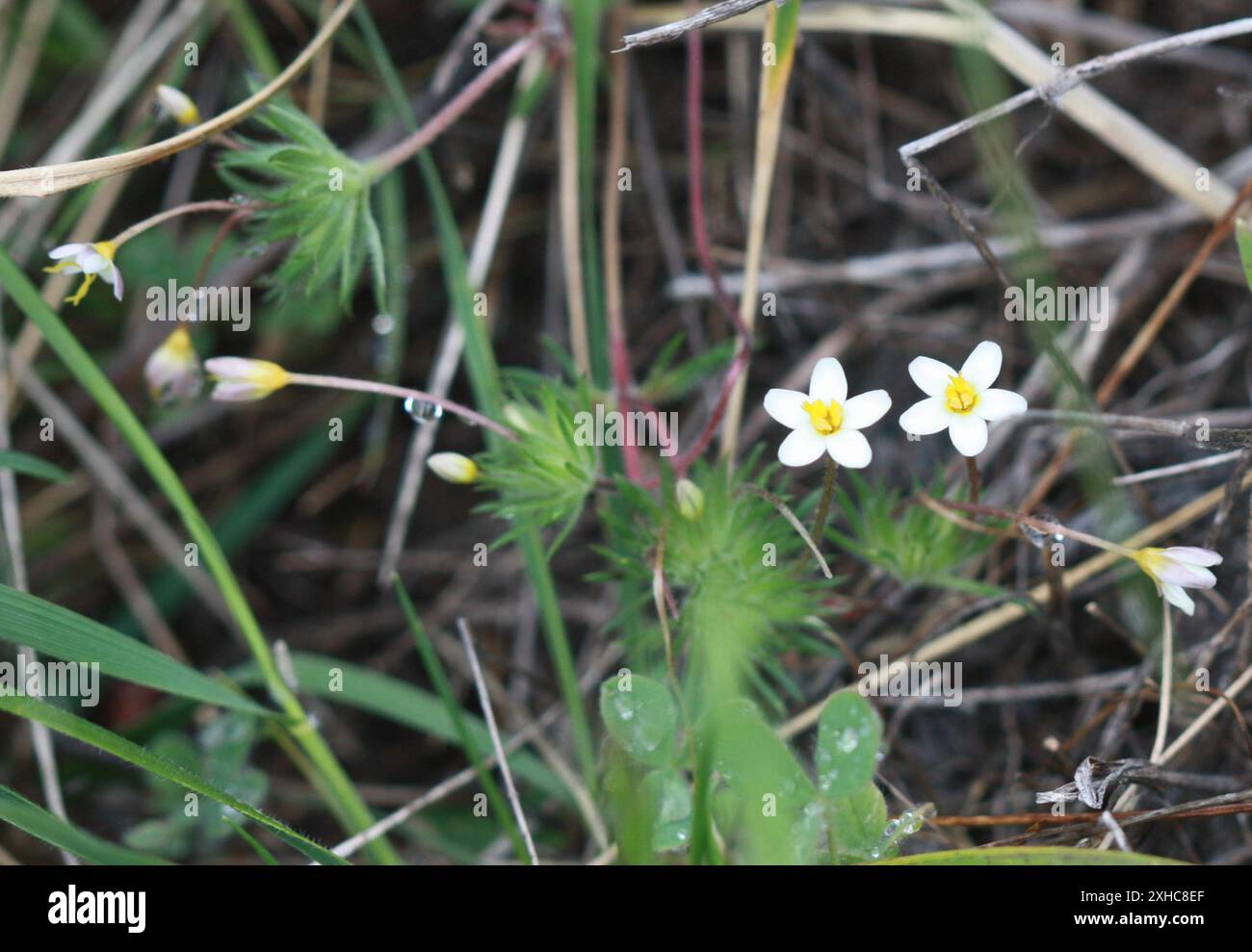 variable linanthus (Leptosiphon parviflorus) Stinson Beach, California ...
