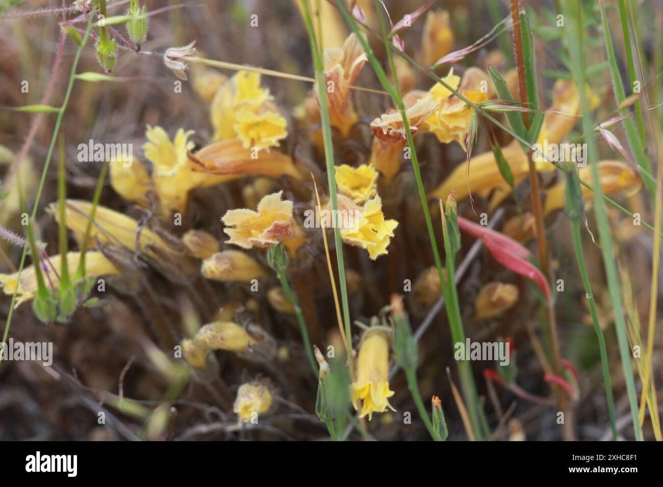 yellow clustered broomrape (Aphyllon franciscanum) California, United ...
